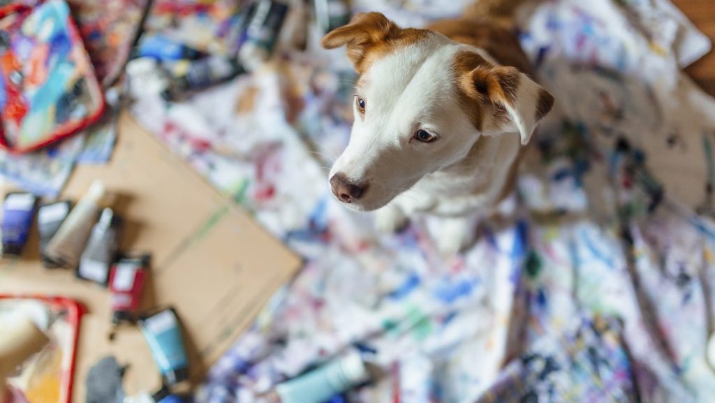 How does a dog see?
