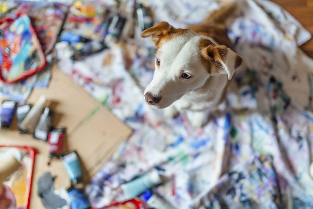 How does a dog see?