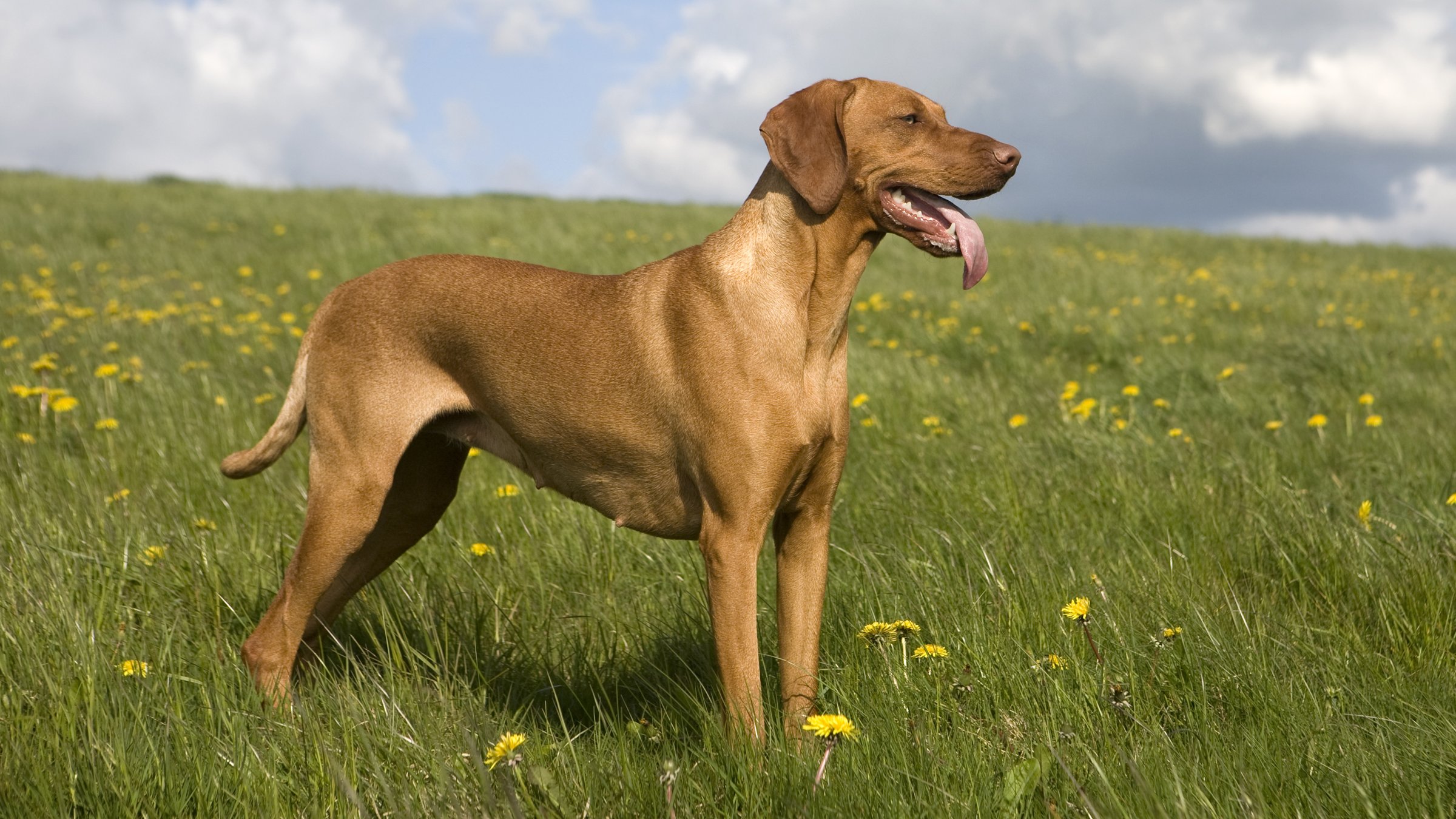 Hungarian Vizsla: the most outstanding hunter of Hungary