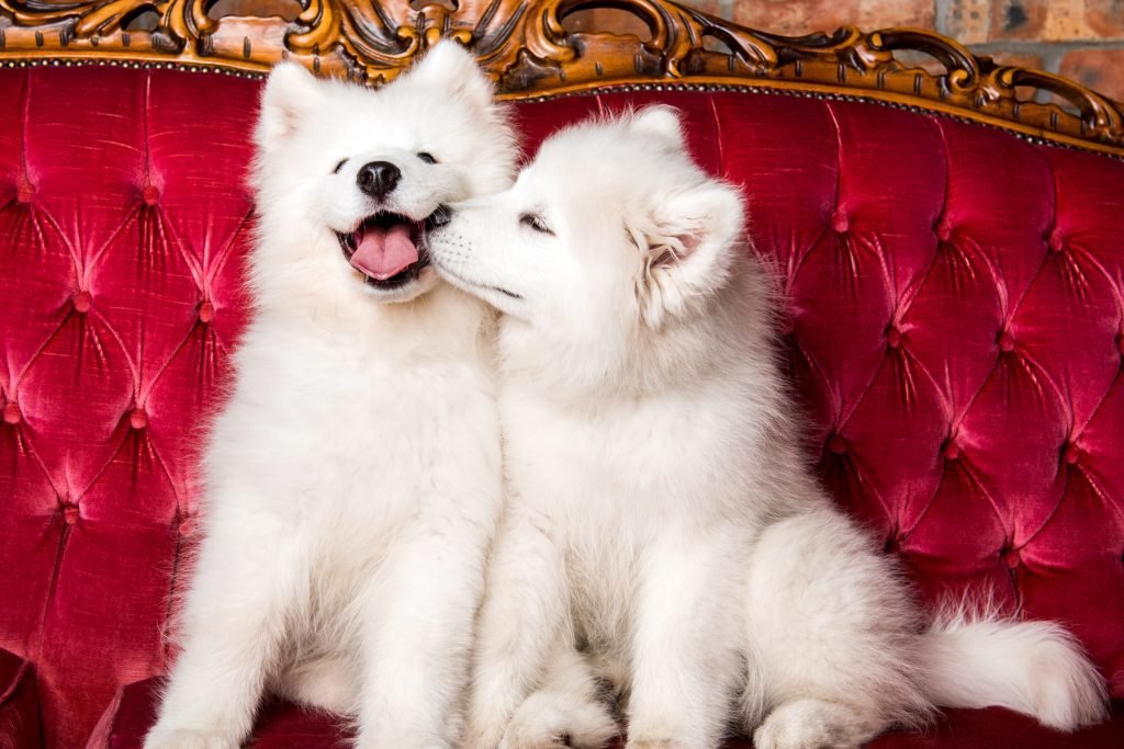 The most expensive dog breeds: the first runner-up costs $14,000
