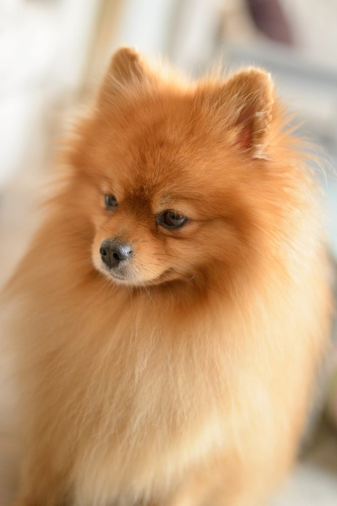 10 beautiful breeds of dogs whose appearance is enchanting | We love Dogz