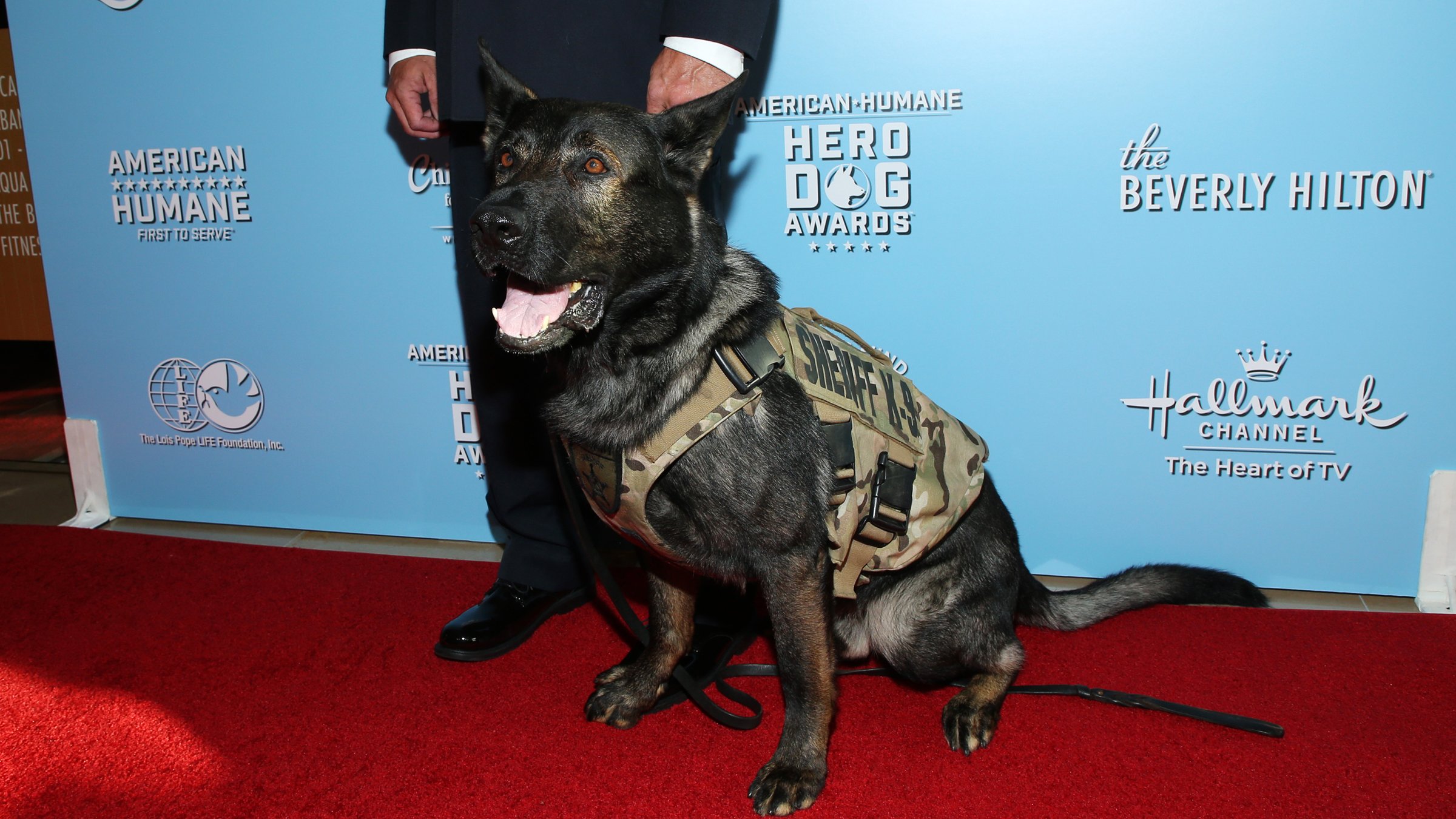 Hero Dog 2020: ők Amerikában az idei év legbátrabb kutyái
