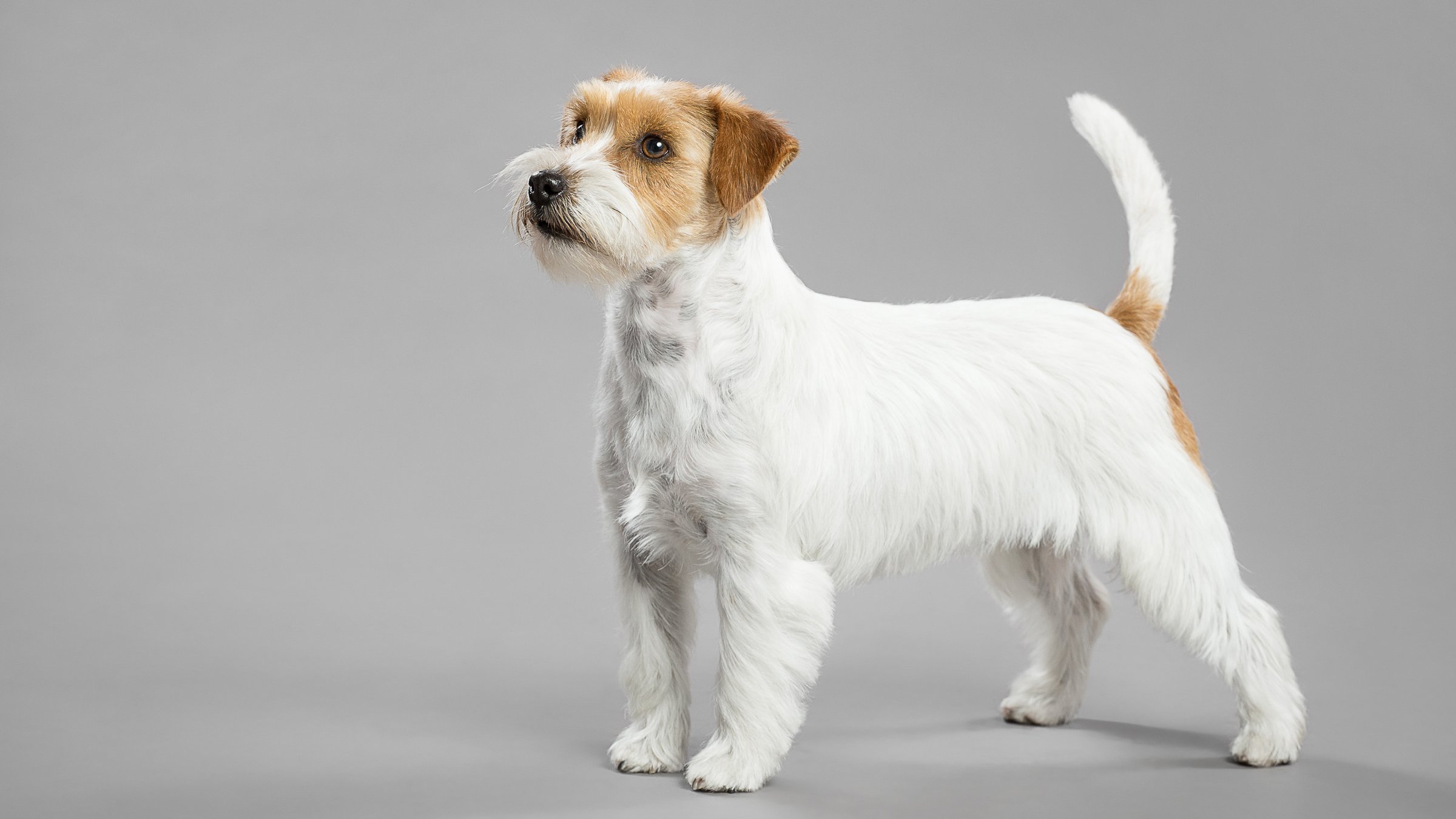 Jack Russell Terrier breed: the adorable bouncing doodle