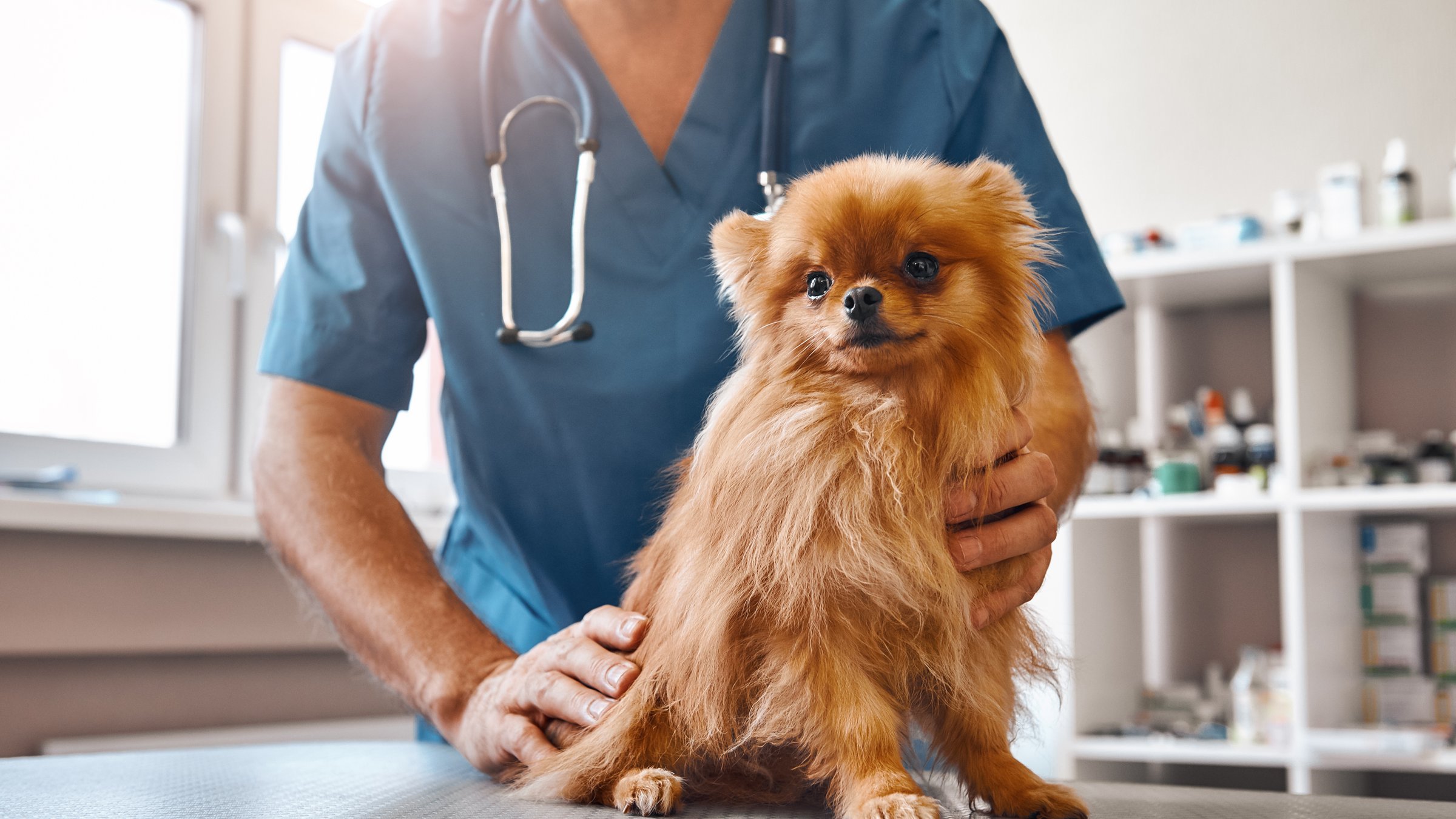 So don't let your dog play with snails: it could get a serious infection