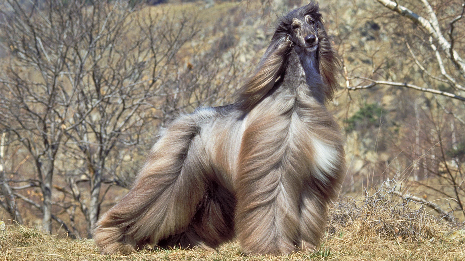 7 extraordinary large dog breeds: they will turn your head around