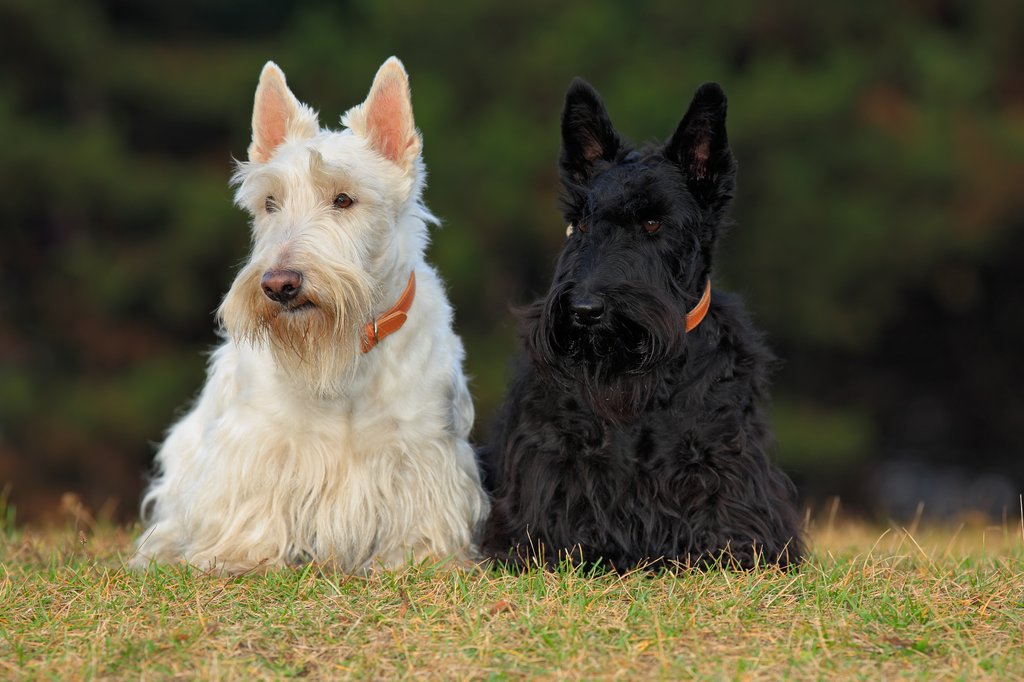Skót terrier: 5 érdekesség a legendás kutyafajtáról | We love Dogz