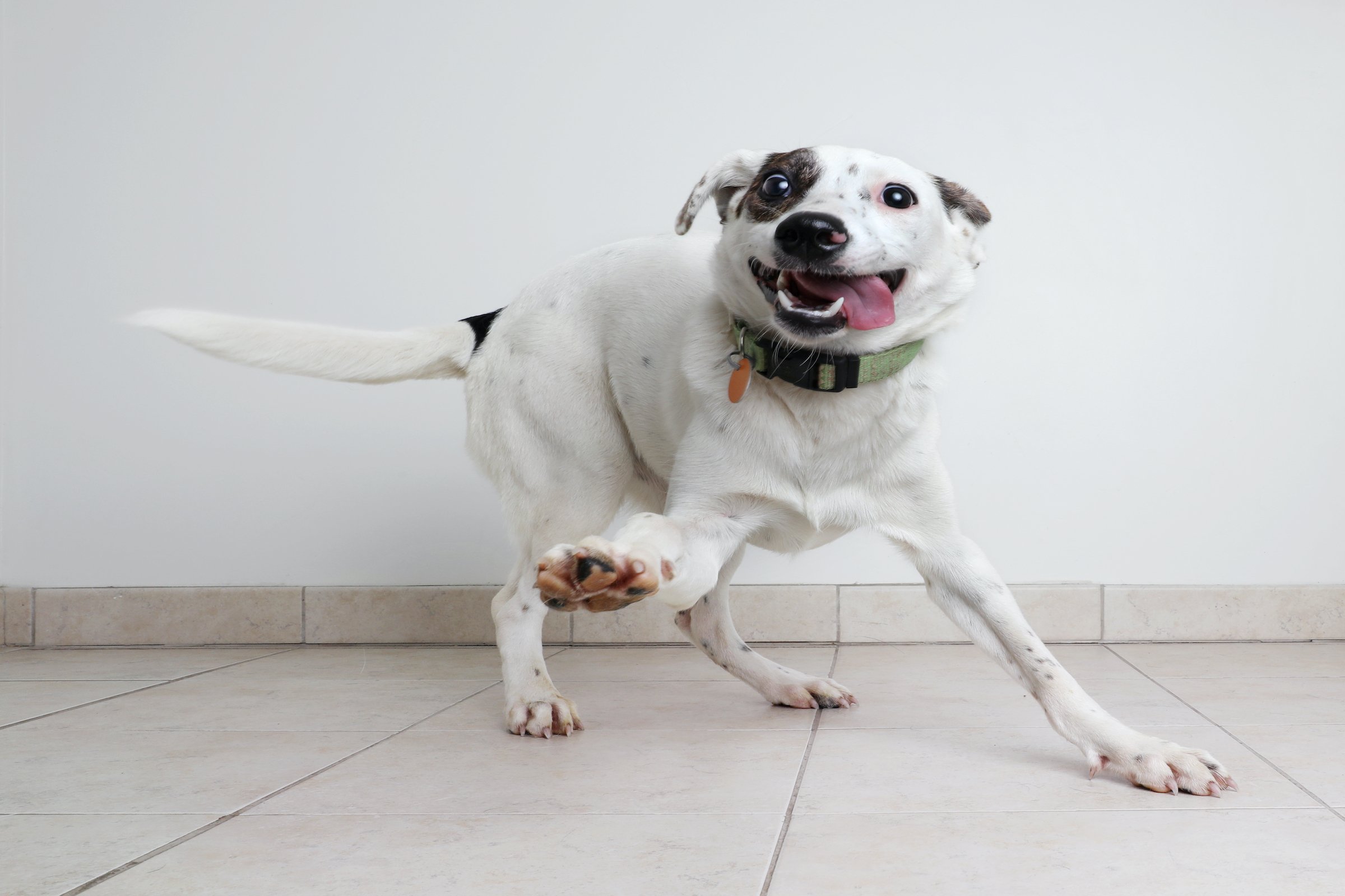 Can a dog be a psychopath? These signs suggest that yes