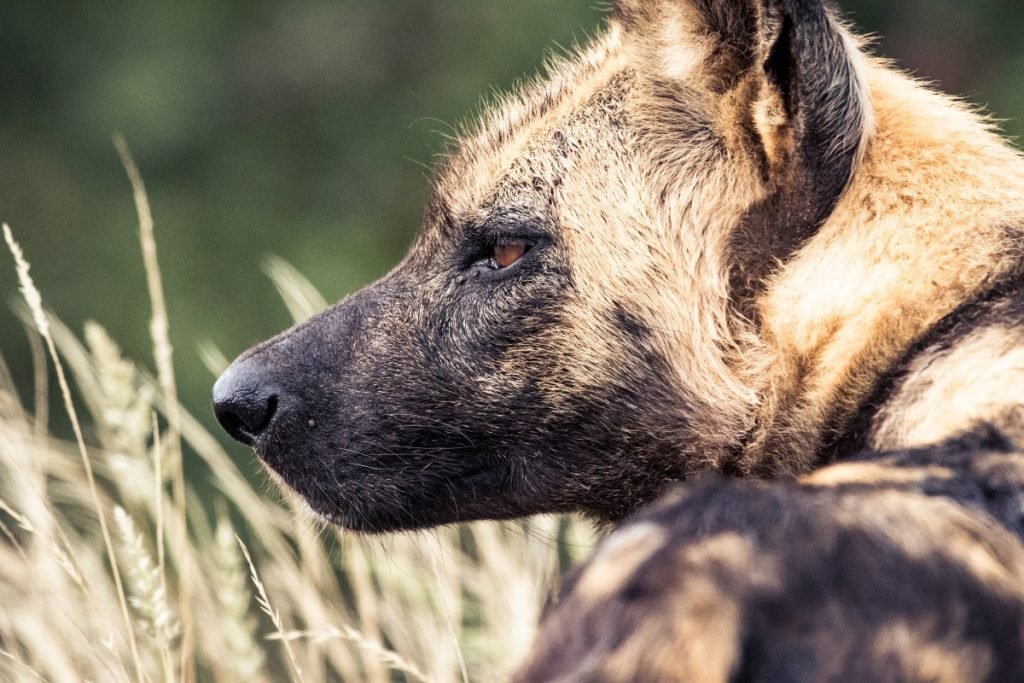 11 vadállat, amelyik megdöbbentően hasonlít a kutyára
