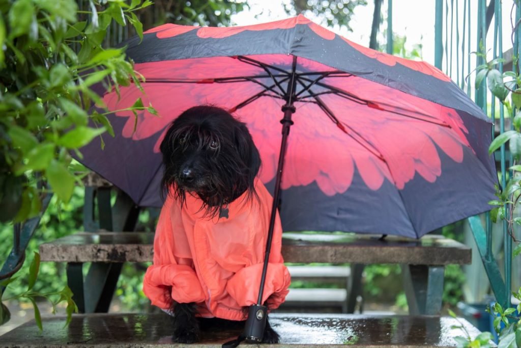 Szakad az eső? Adj esőkabátot a kutyára is, és irány a séta | We love Dogz