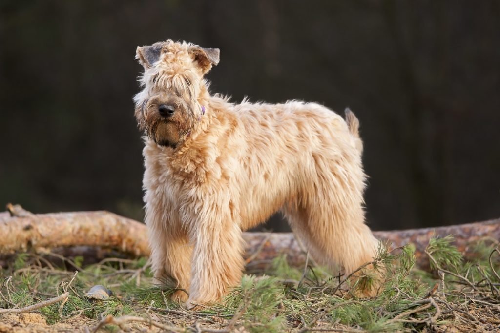 Ír lágyszőrű búzaszínű terrier: a tettrekész és sokoldalú ritkaság | We ...