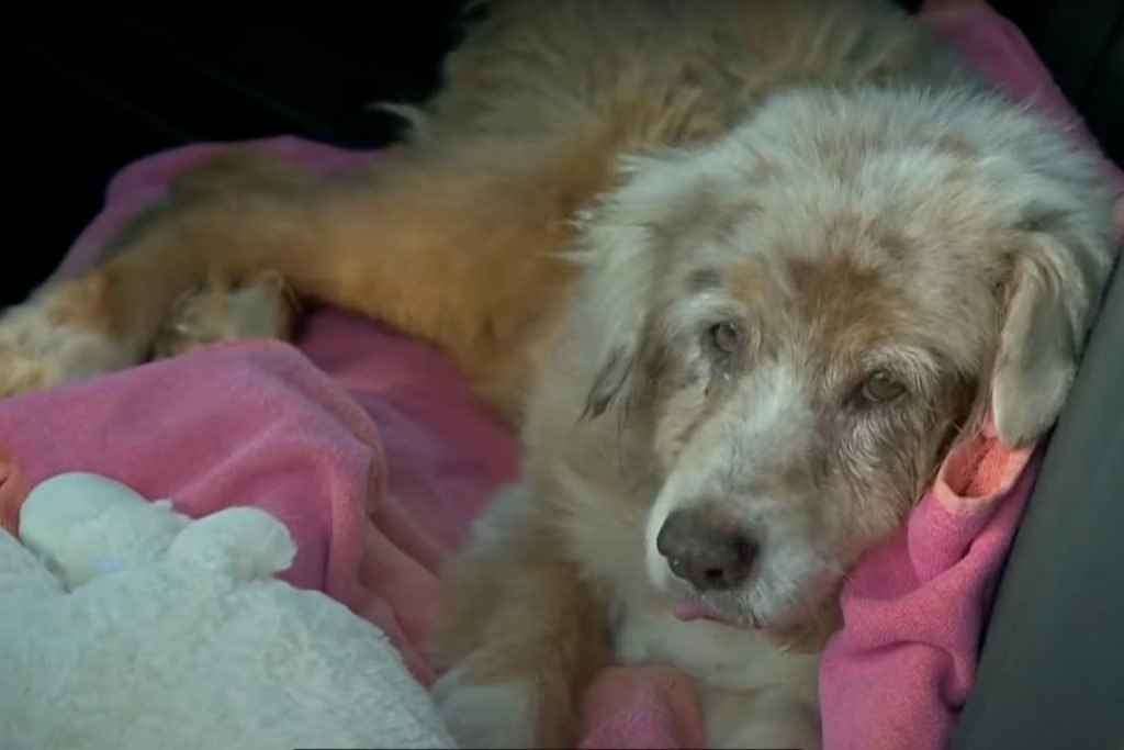 7 év után, 1280 kilométerre találtak rá az elszökött kutyára | We love Dogz