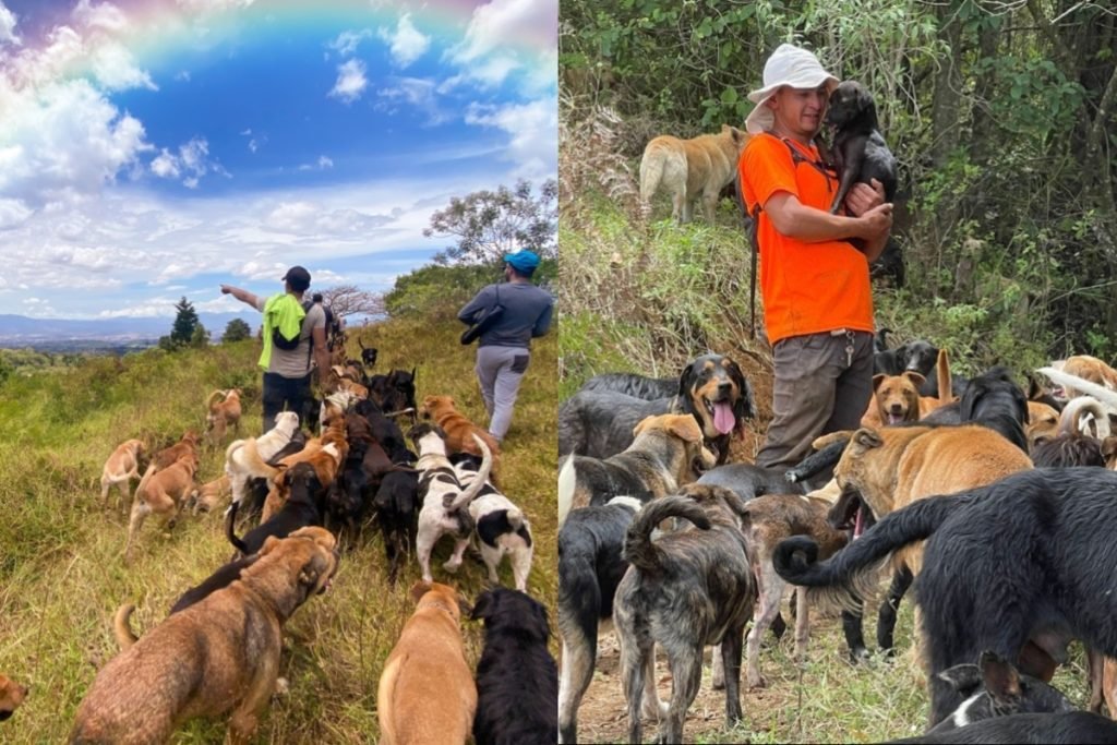 1800 kóbor eb lelt békére és szeretetre ezen a menedékhelyen | We love Dogz
