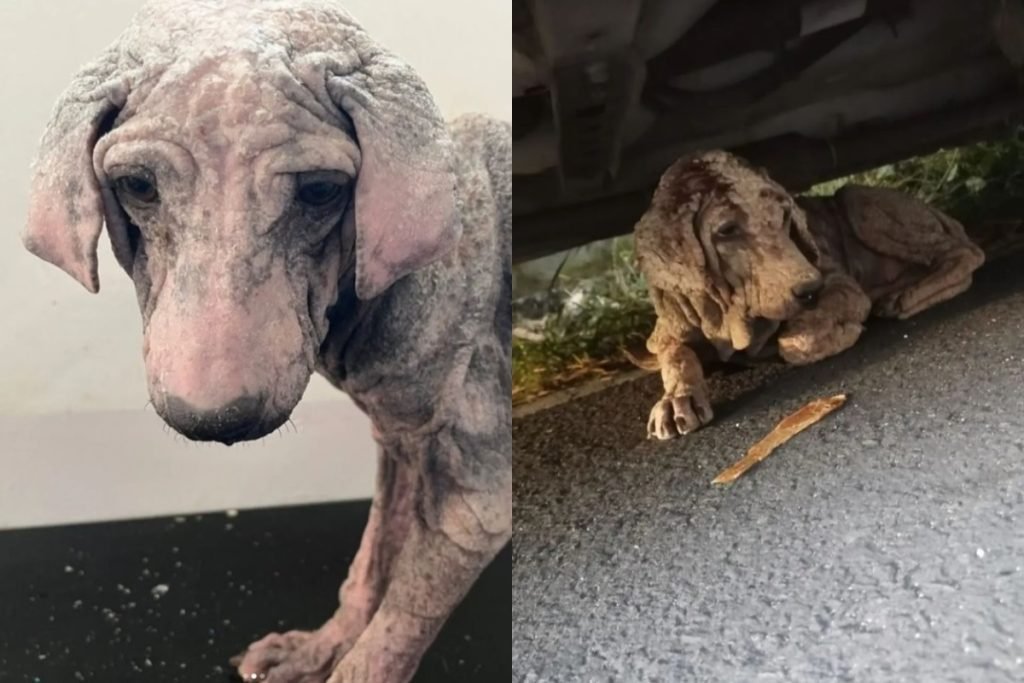 Amikor rátaláltak Jimbára, nem is hasonlított kutyára | We love Dogz