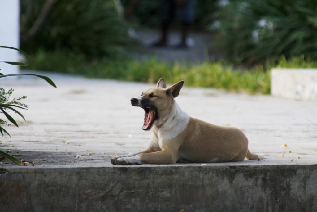 Telomian breed: the tireless guardian