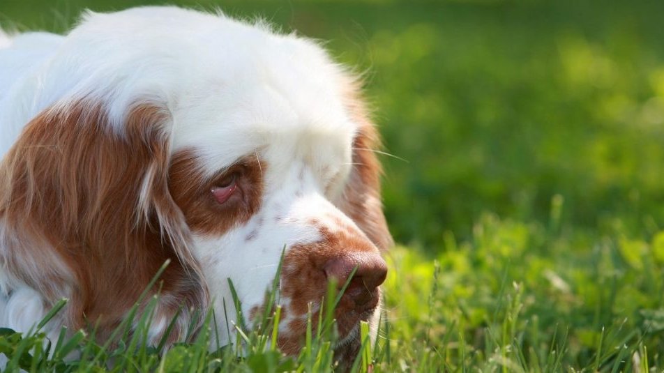 Clumber Spaniel breed description: the discerning hunting dog