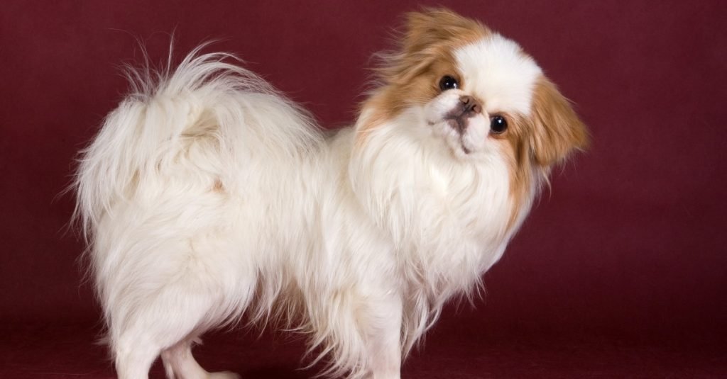 Japanese Chin breed: the noble little dog that kept in birdcage