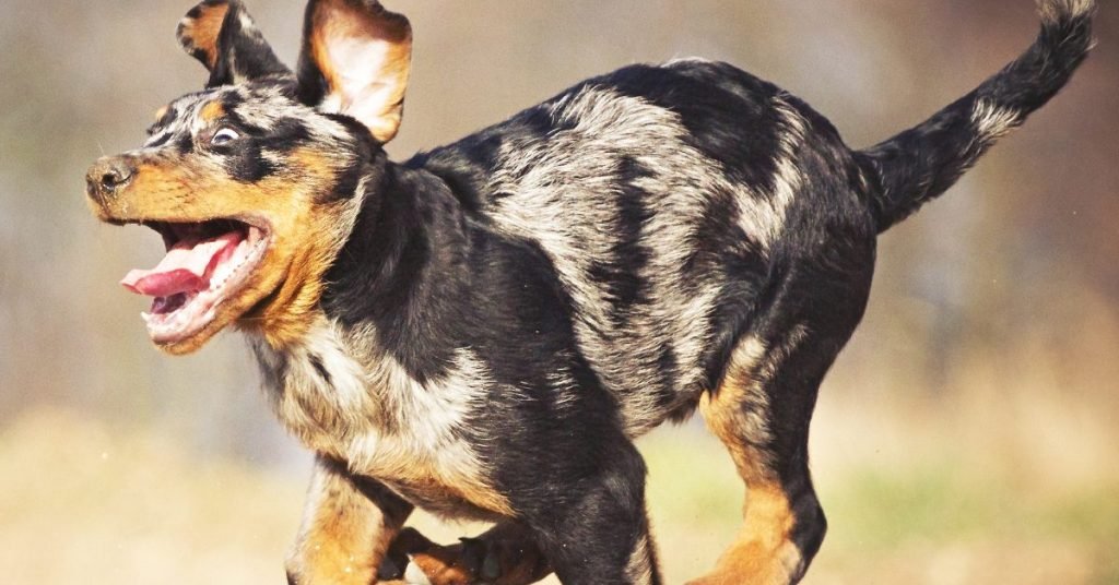This is what it means when your dog is running around like crazy | We ...