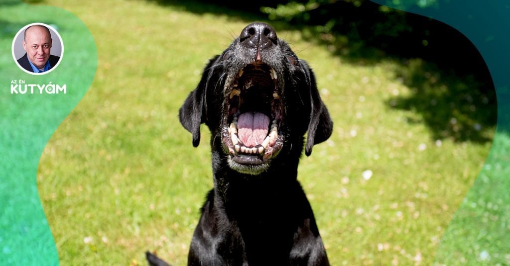 Which are the dog breeds with the strongest bite? | We love Dogz