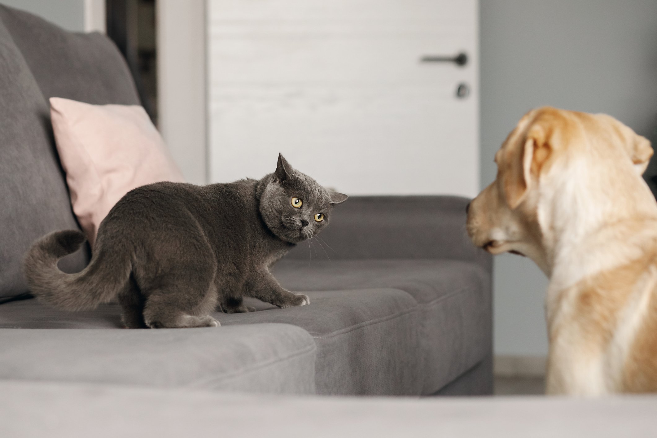 How Dogs And Cats Understand Each Other - Even Without Words