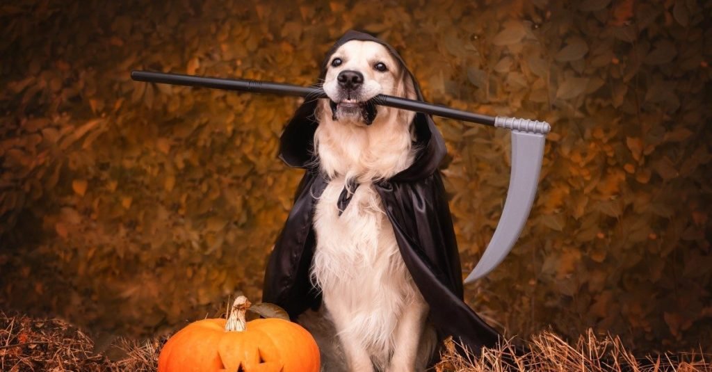 Halloween jelmez kutyára? -ezt gondold át, mielőtt ráadod | We love Dogz