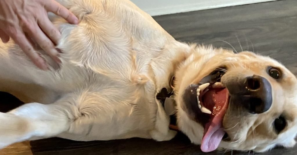 Why do dogs love belly scratches so much?