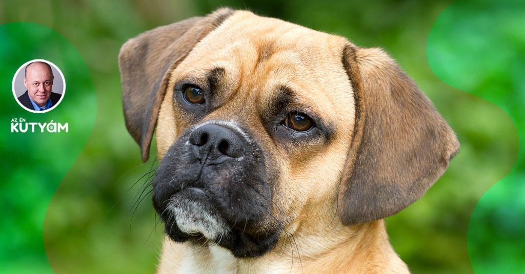Top 10 most popular designer dog breeds