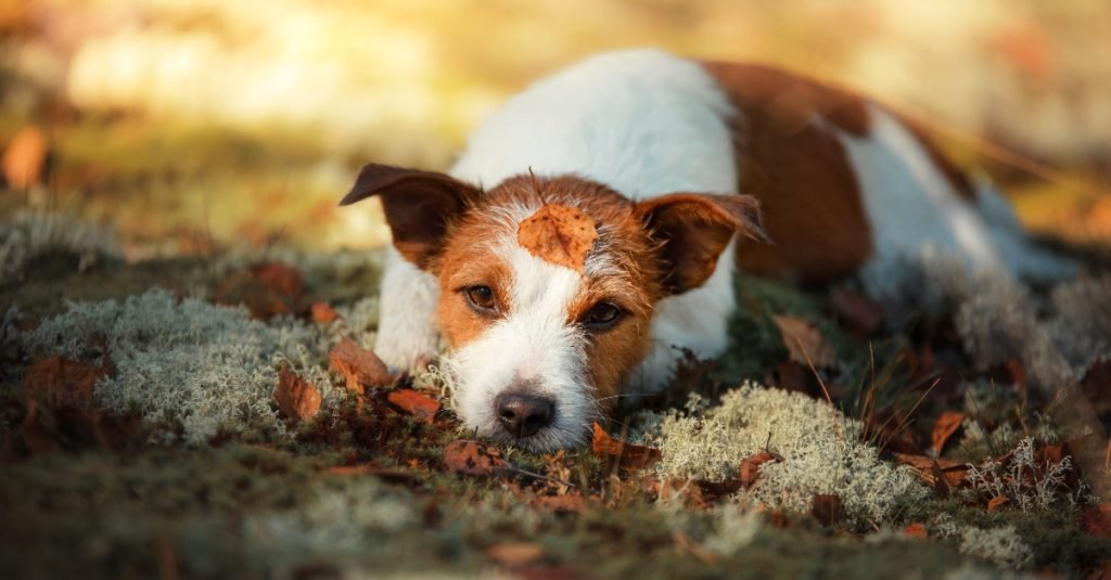 10 autumn dangers for your dog, according to the vet