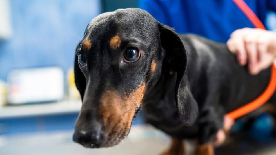 The 6 most common genetic diseases in dogs