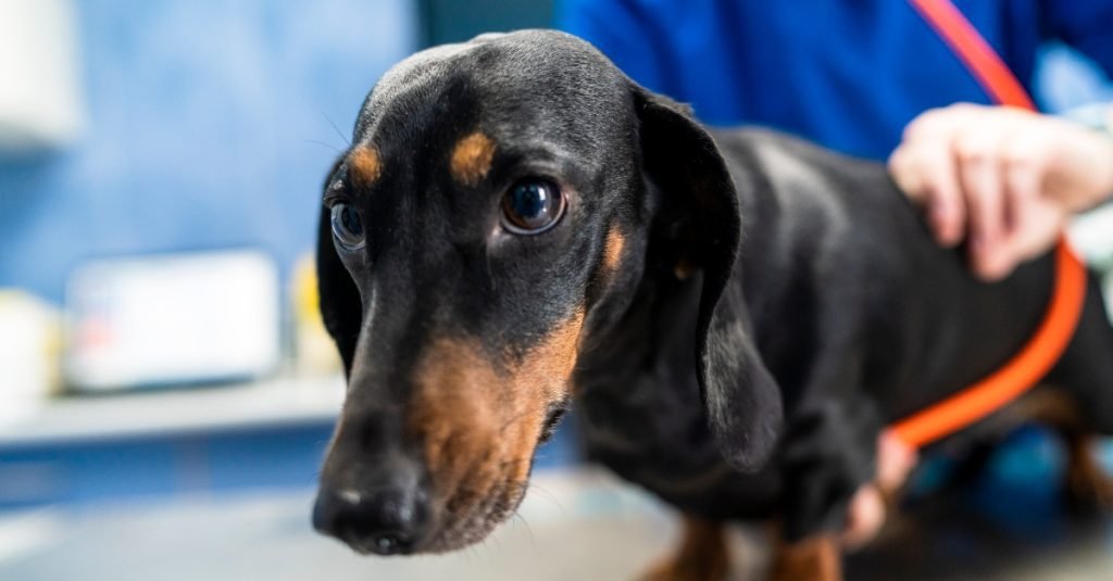 The 6 most common genetic diseases in dogs