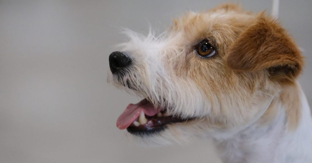 Why some owners understand their dog's facial expressions better