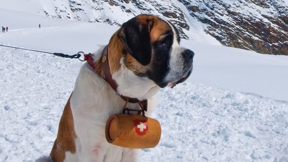 This is why Saint Bernard dogs are depicted with a barrel