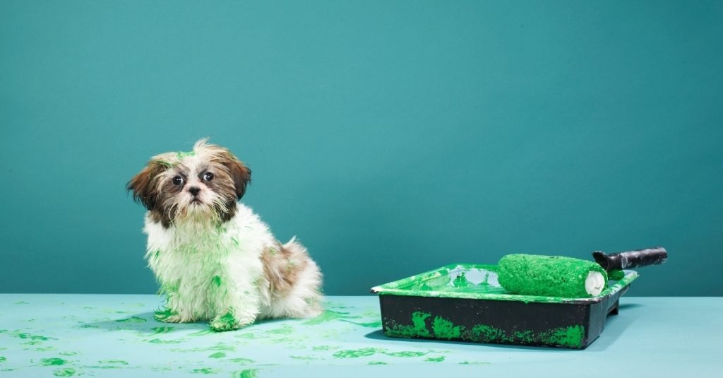 Green puppy born in a litter of 9: this is what it looks like | We love ...