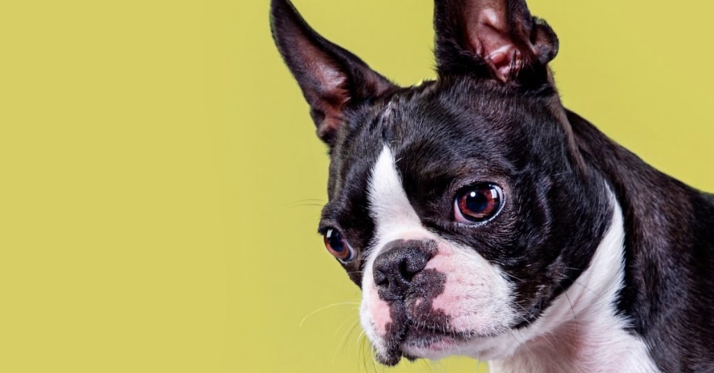 Why do some dogs have a small “pocket” in their ear? | We love Dogz