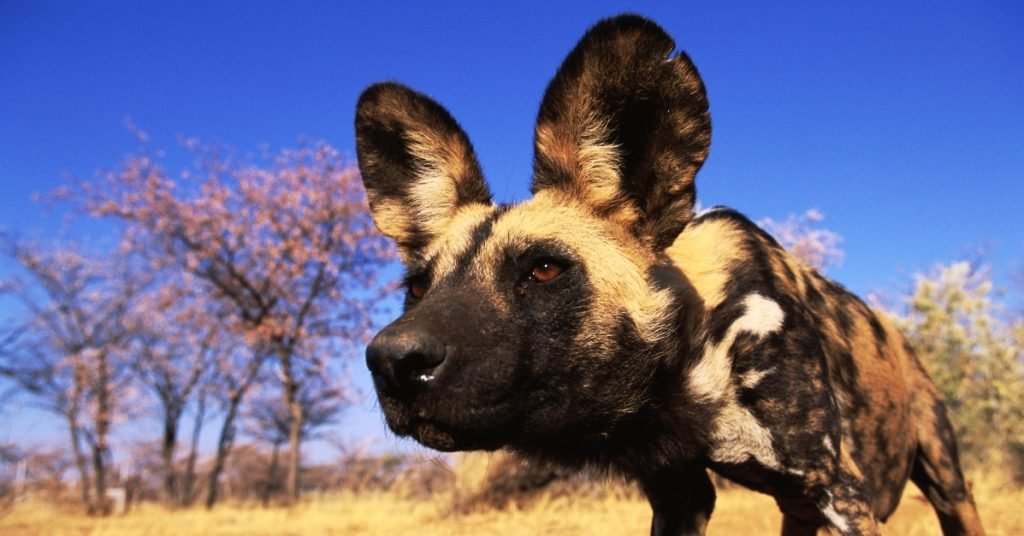 This is how the wild dogs reacted to the pet (video)