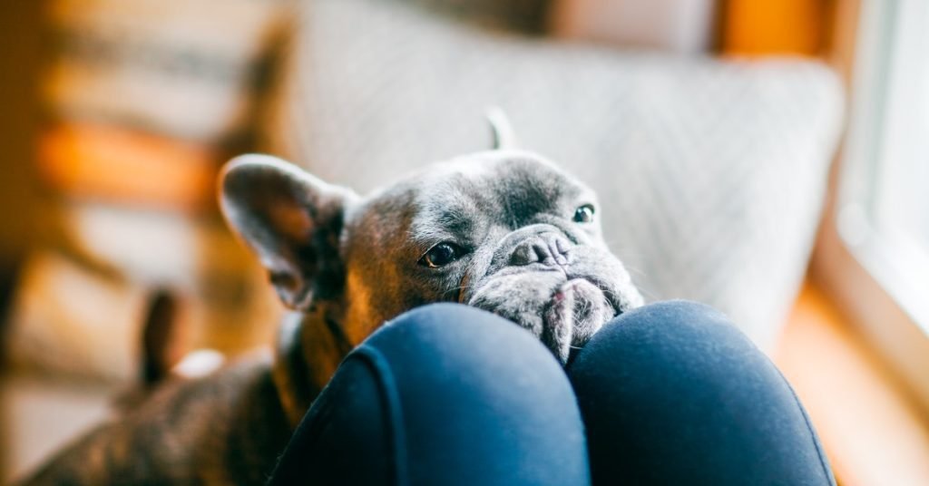 Why dogs lean towards their owners | We love Dogz
