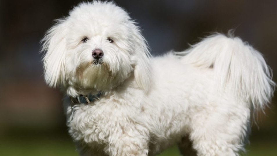 Coton de Tulear: the royal dog of Madagascar