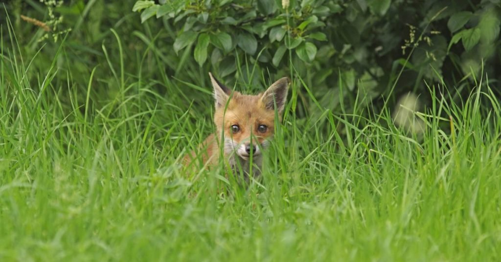 Heartwarming video of a baby fox rescue