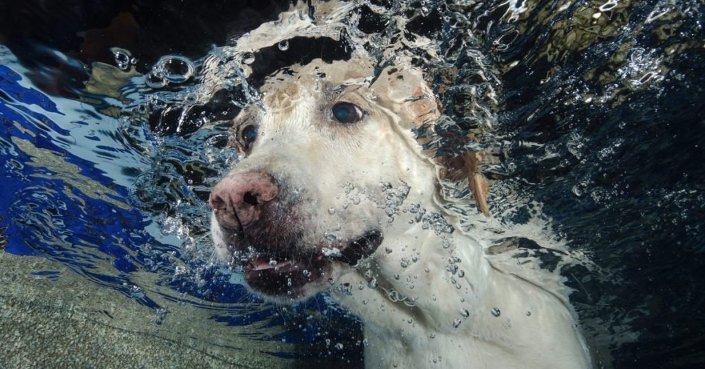 Amazing how long this diving dog can stay underwater (video)