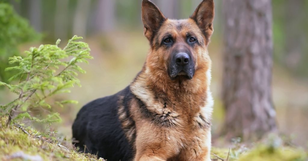 125 éves a németjuhász: így született meg a munkakutyák ásza | We love Dogz