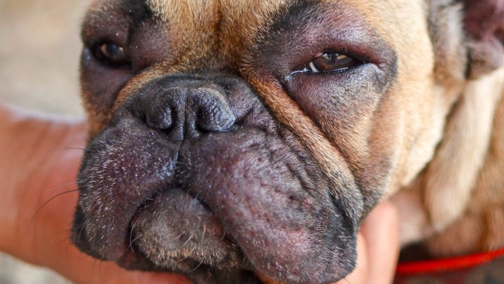 Anaphylaxis in dogs: how to recognise a life-threatening condition