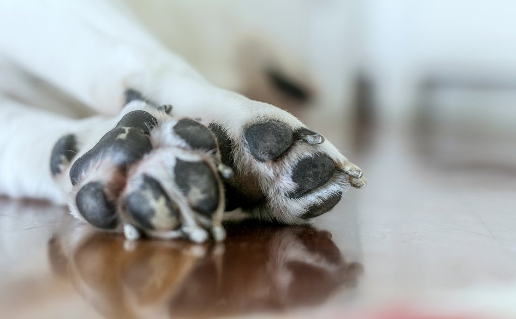 How to Safely Remove Snow Frozen to Your Dog's Paws | We love Dogz