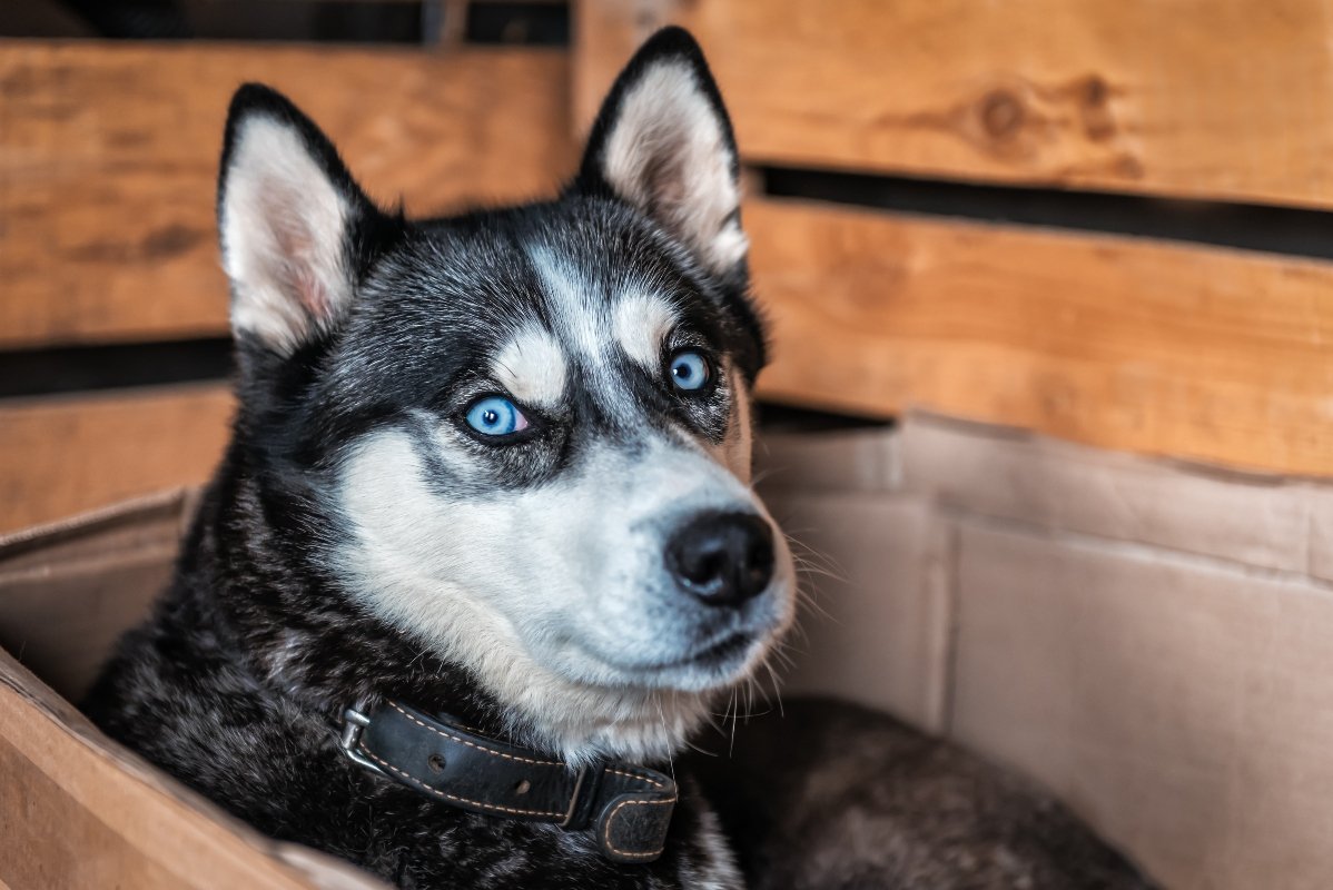 How the huskies reacted to the walking robot dog (video)