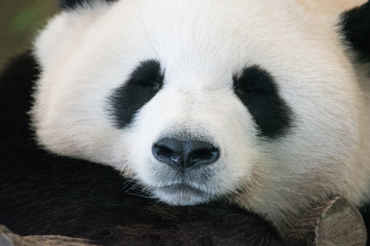 Pandának festették a kutyákat ebben az állatkertben (videó)