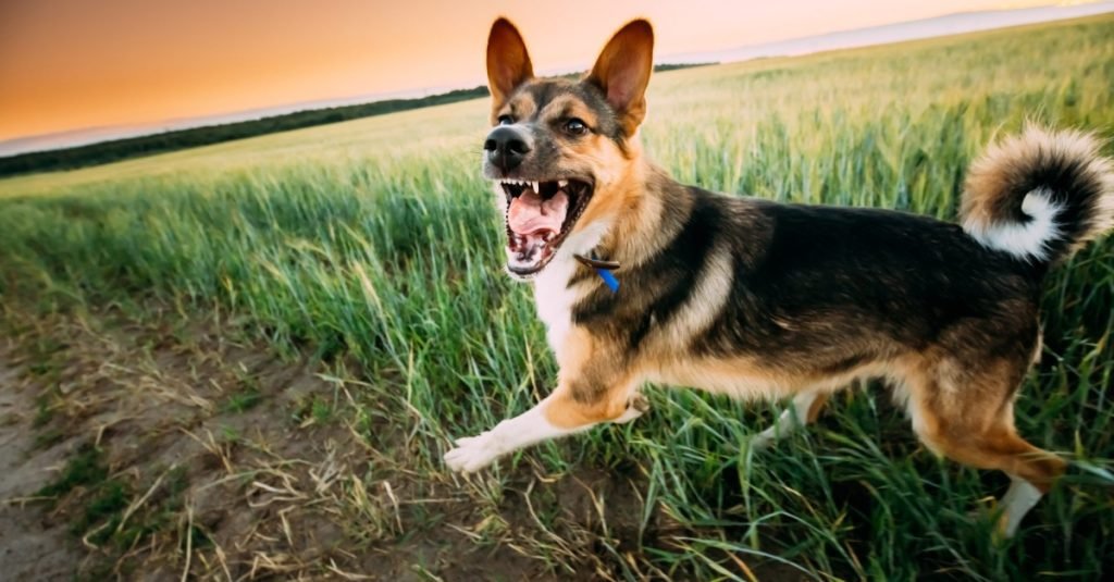 Due to the heat, dogs' behavior can become more aggressive | We love Dogz