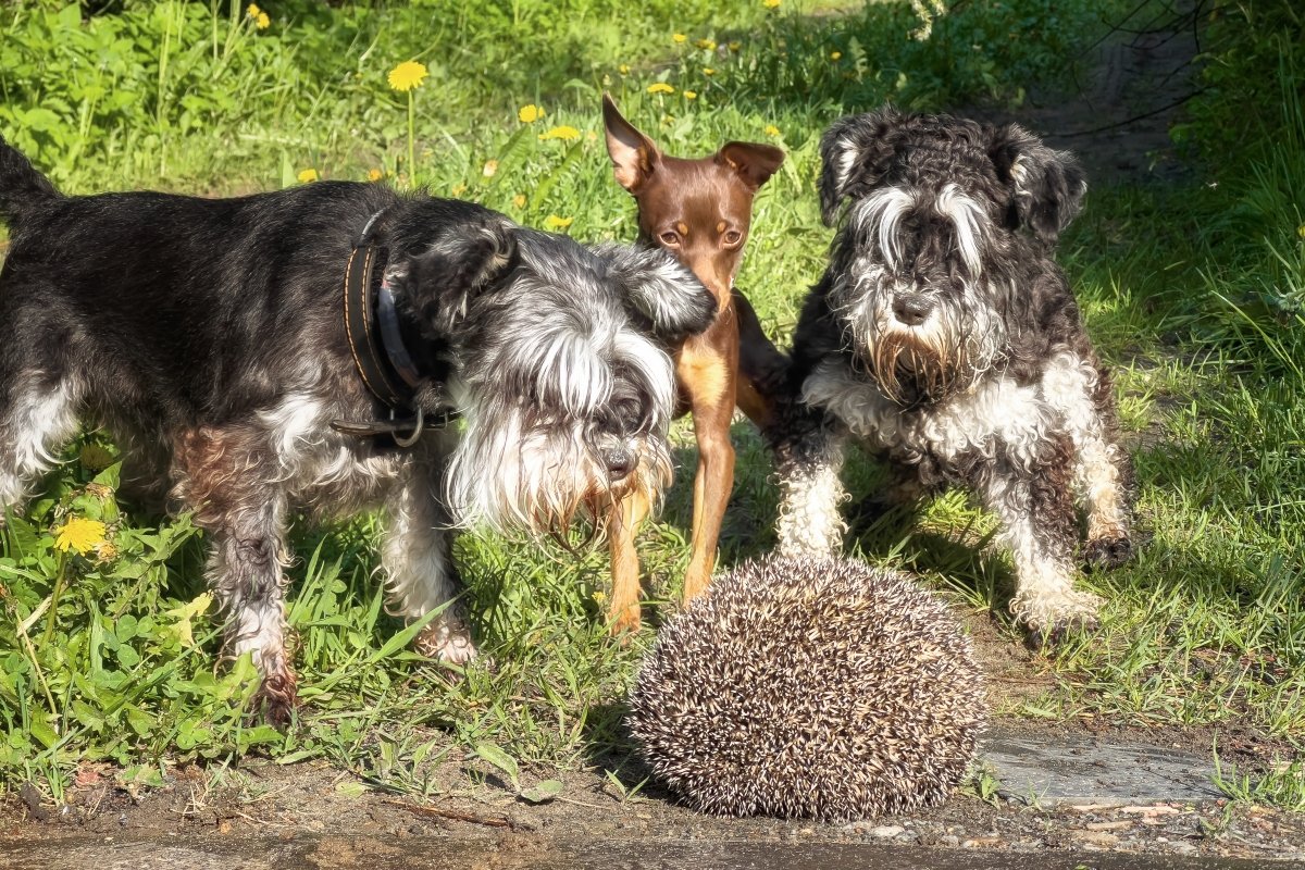 A sün veszélyes lehet a kutyára, és nem csak a tüskék miatt | We love Dogz
