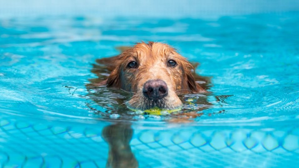 You've never seen a dog swim with such a unique technique!