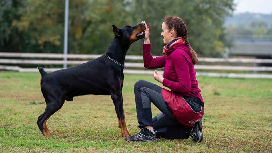 Megmenthető-e egy DCM-ben szenvedő dobermann?