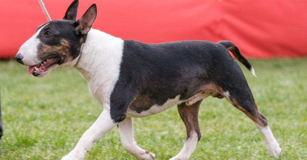 Miniature Bull Terrier breed: the clown of the family