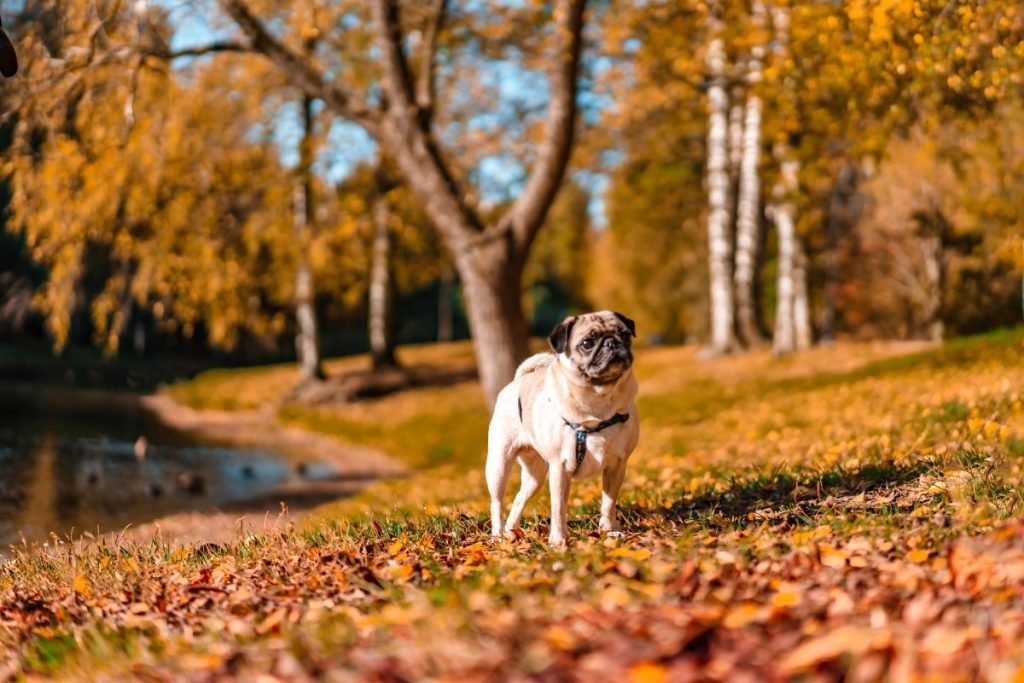 6 érdekesség a mopszról: a ráncaiból olvasni is lehet
