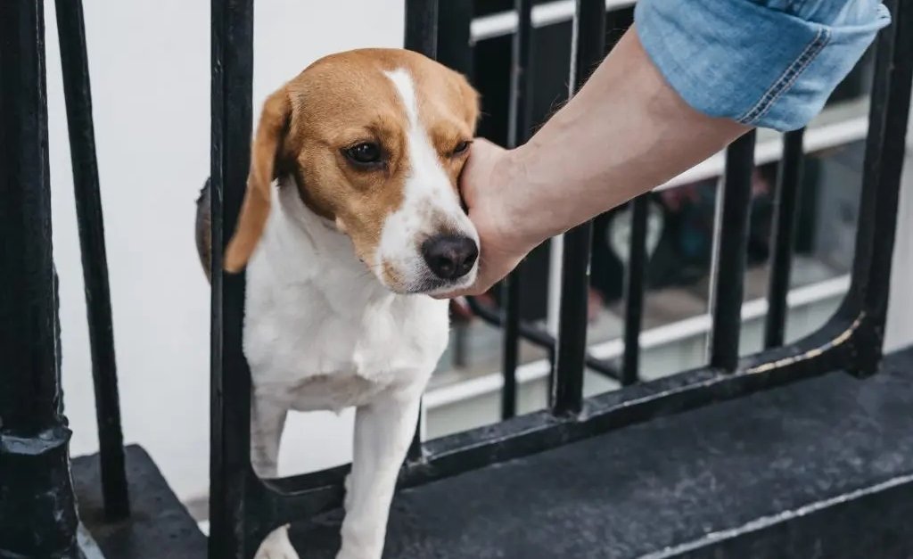 What should I do if my dog is too friendly? It can be dangerous